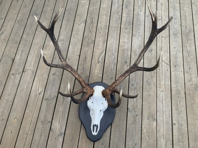 Hjort | Fangstbutikken.no